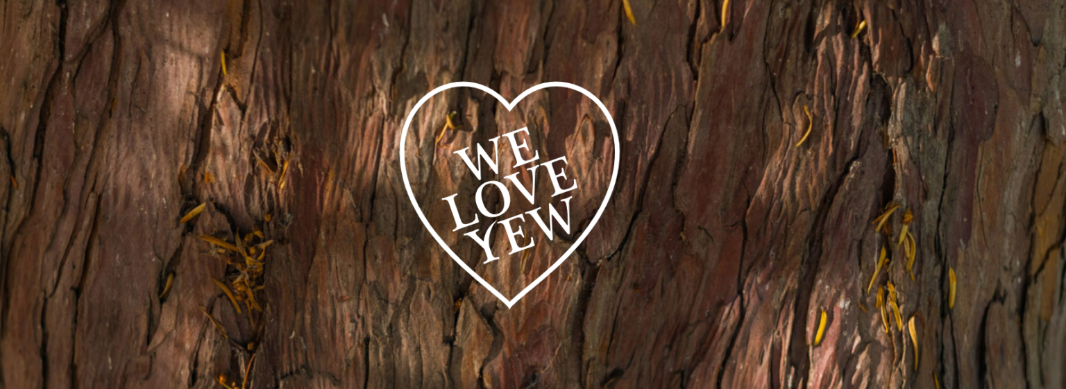 Millennium Yew Tree Project - Diocese of Norwich