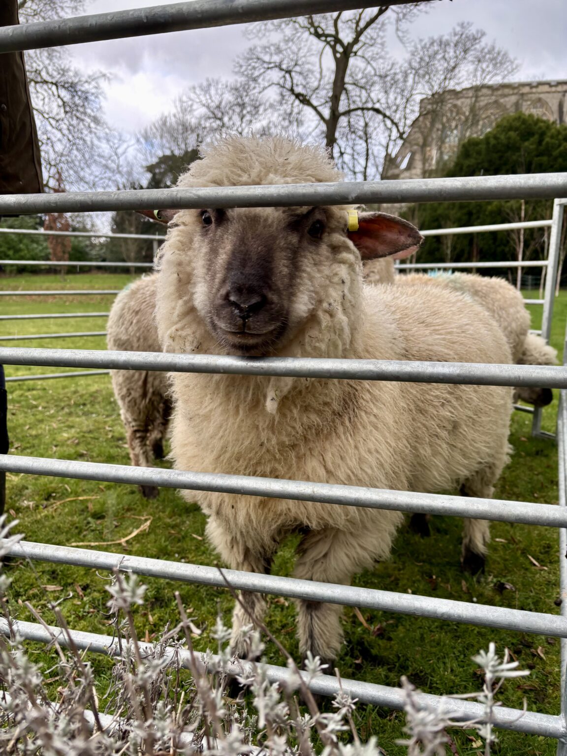 January in the diocese with Bishop Graham – and his flock, both human ...